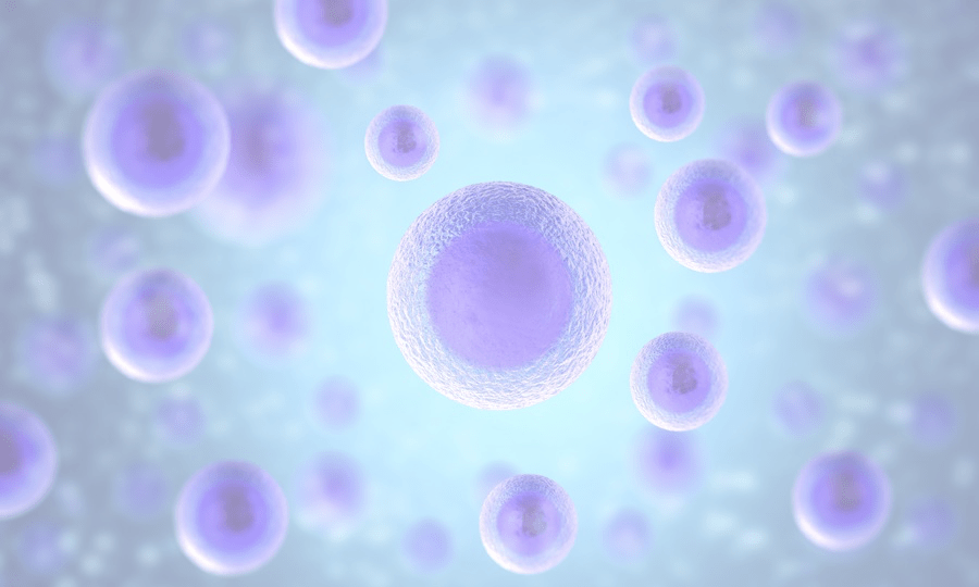 Stem Cells: What They Are and What They Do - Boston Applied Biologics